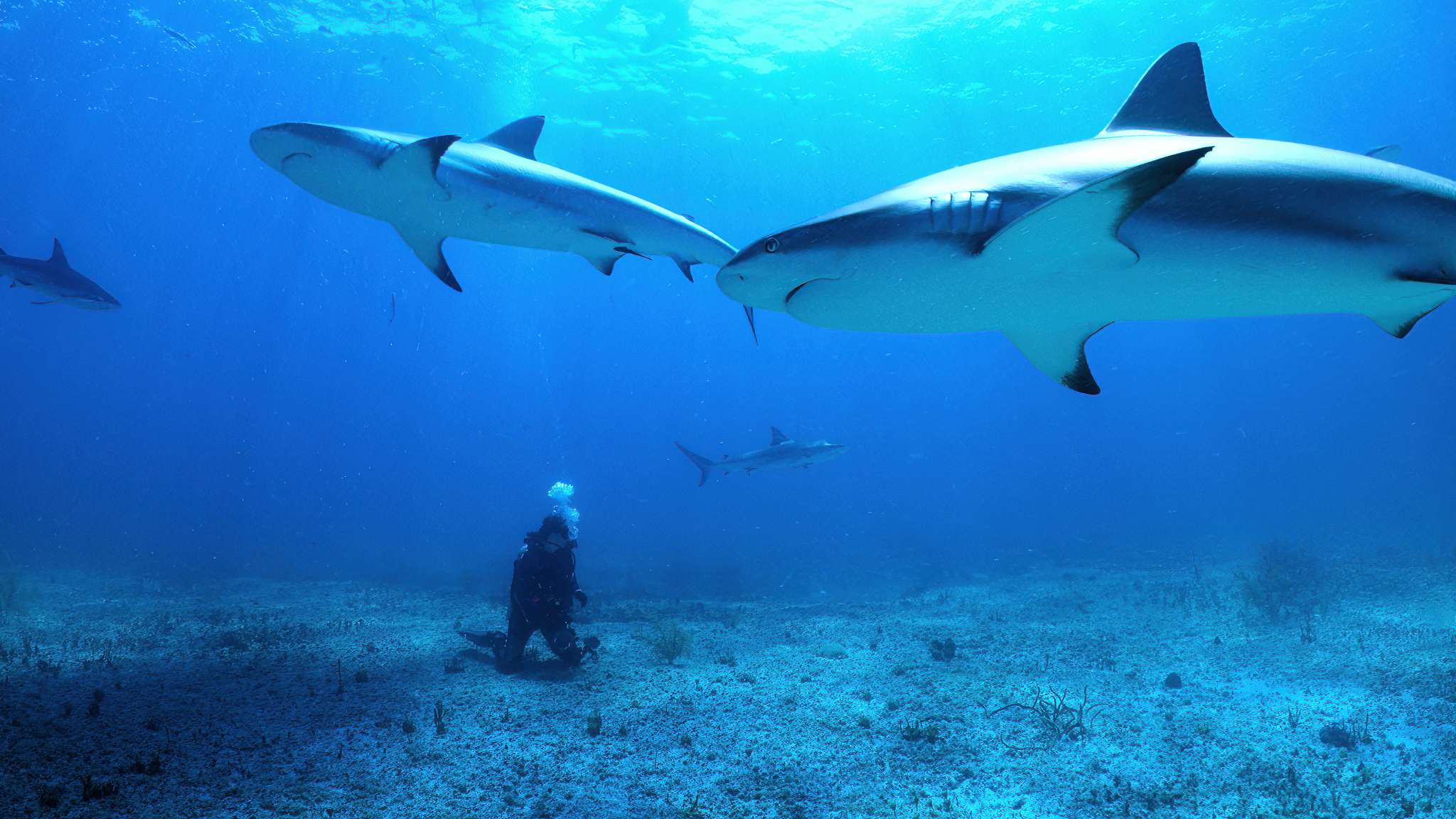 The world’s ONLY Heavy Metal Marine Biologist, Tom Hird, a.k.a. The ...